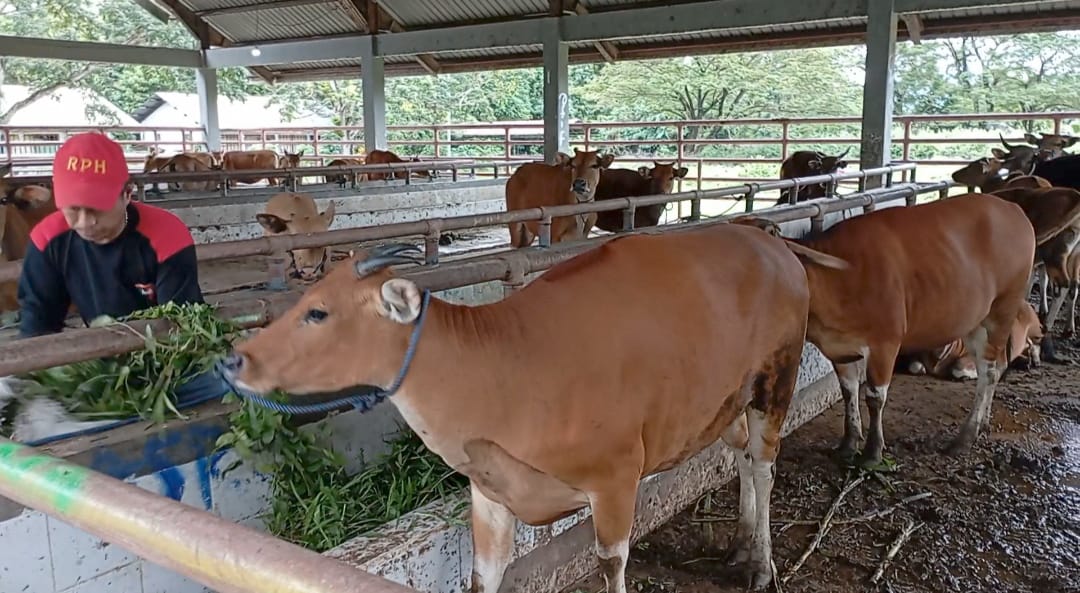 RPH Sebut Kasus PMK pada Hewan Ternak Belum Ditemukan di Kota Kendari ...